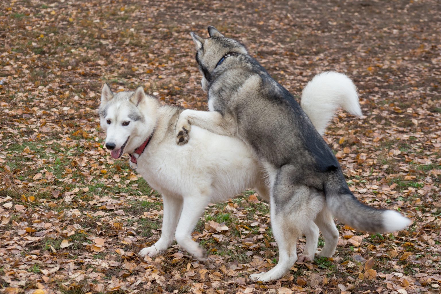 Why Dogs Hump and What It Means
