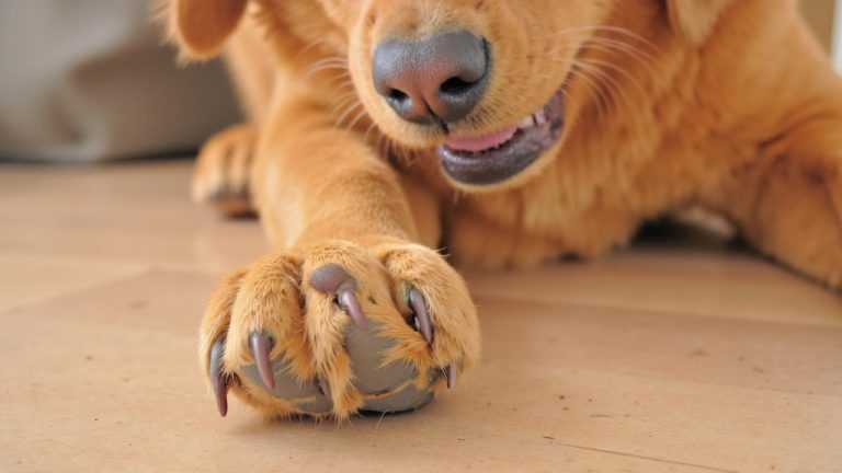 Dogs chewing their nails is a common behavior that ranges from ...