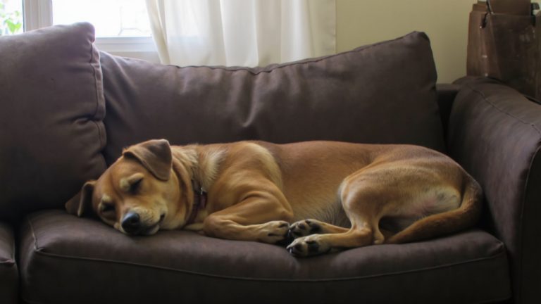 When your sleeping dog’s legs paddle through an imaginary field, their ...
