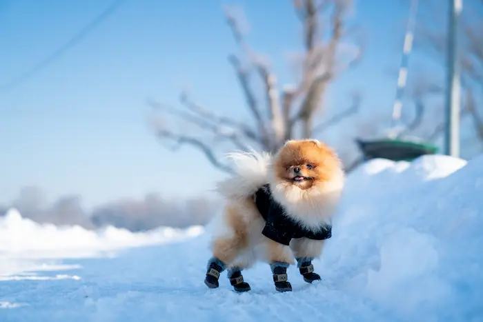 Winter Ready Dog Gear Halo Collar